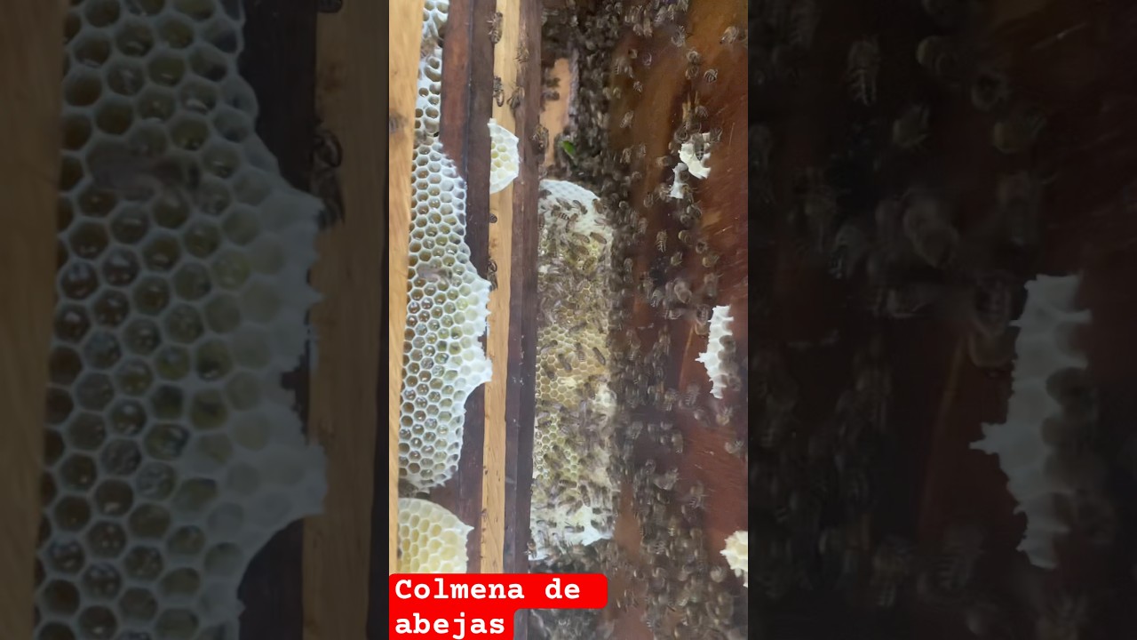 Colmena de abejas - YouTube