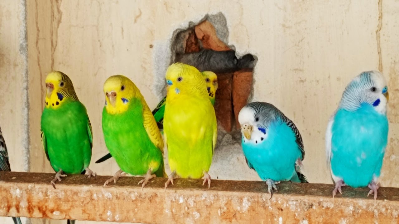 Over 10 Hours of Budgies Playing, Singing and Talking in their Aviary ...