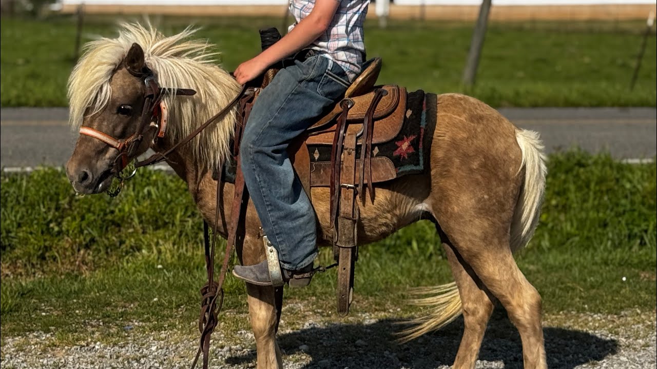 TSP LOT# 2051 - Stud - Pony - 5 YO - 38 inches - $875 - YouTube