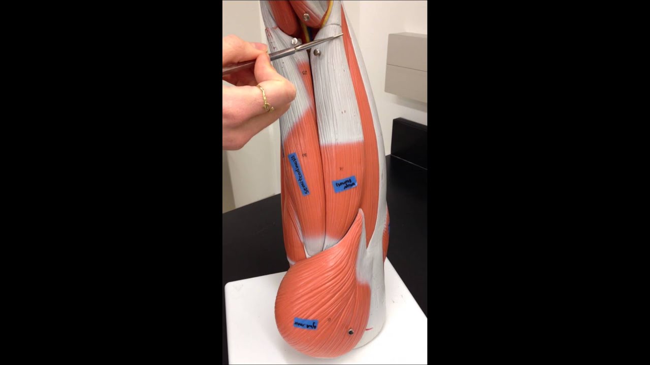 Leg muscle model identification. - YouTube