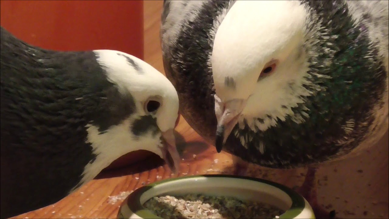 My Pigeons And Their Romantic Candlelit Dinner - YouTube
