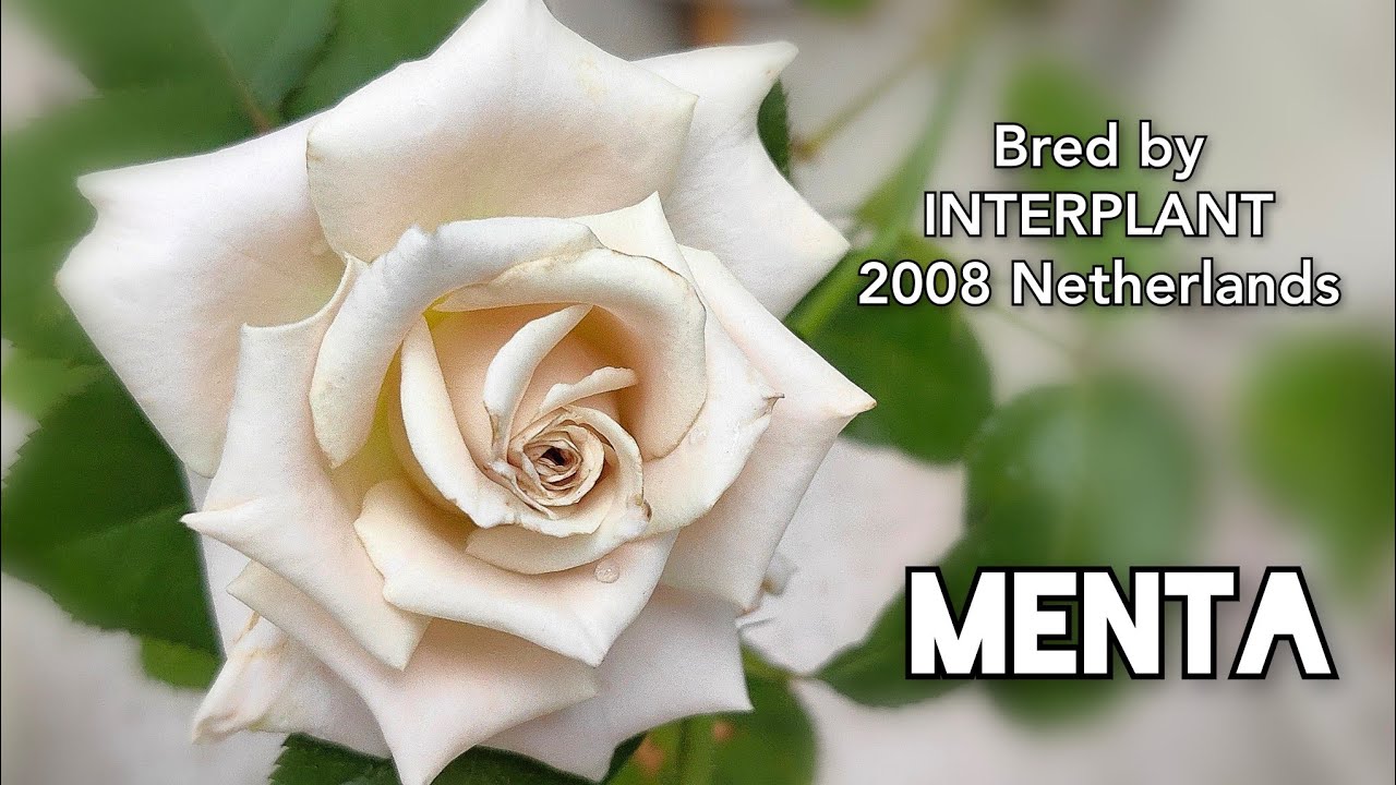 MENTA ROSE plant by INTERPLANT 2008 Netherlands バラ メンタ Hybrid Tea ...