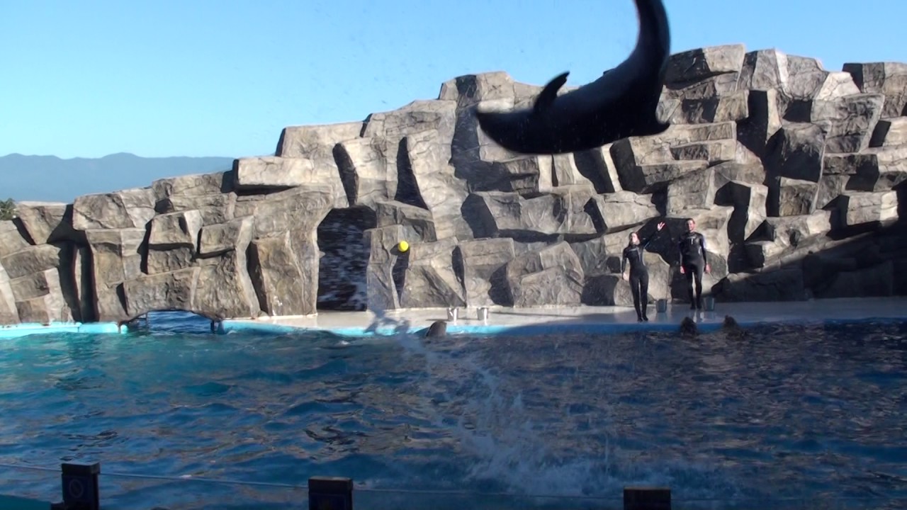 DELFINARIUM BATUMI 22 - YouTube