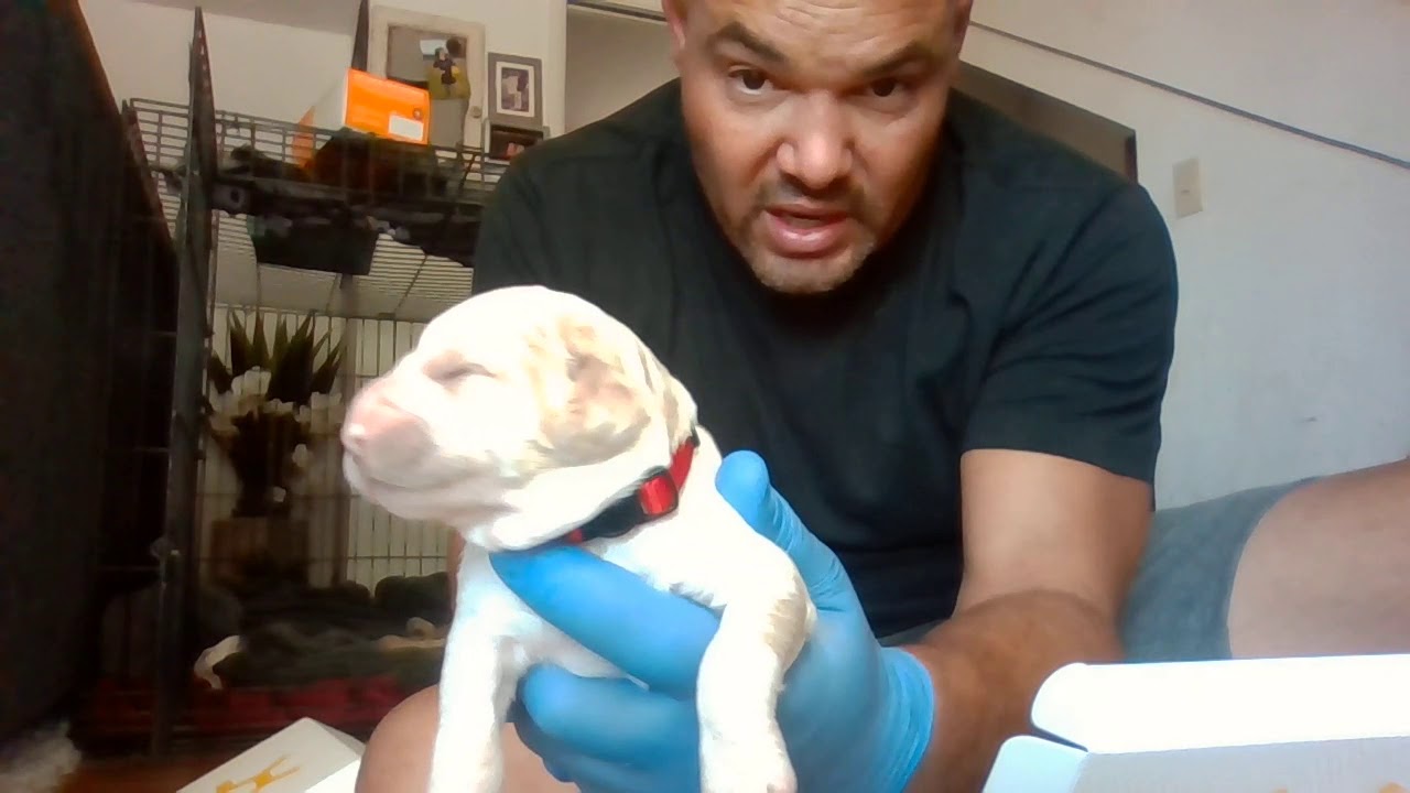 Unboxing of Embark Veterinary DNA & Health Kit and Swabbing Puppies ...