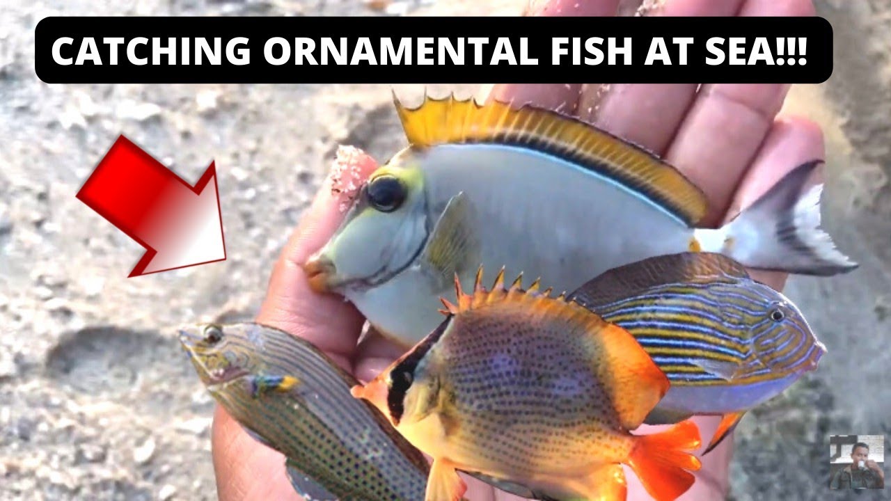 Cari Ikan Hias Di Laut Saat Sunset | Looking for ornamental fish in the ...