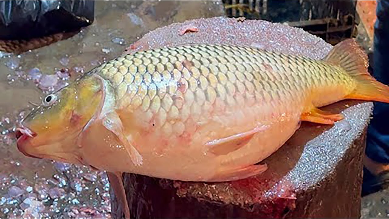 Amazing Cutting Skills | Big Carp Fish Cutting By Expert Fish Cutter ...