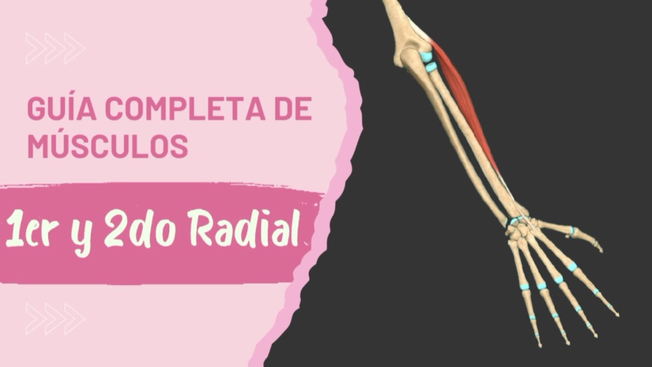 Músculos 1er y 2do Radial - PRUEBA MUSCULAR - YouTube