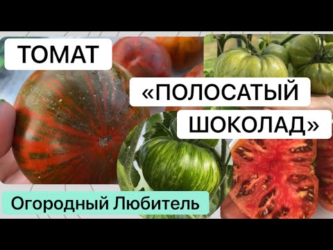 ТОМАТ ПОЛОСАТЫЙ ШОКОЛАД // обзор // ВЫСЫЛАЮ СЕМЕНА - YouTube