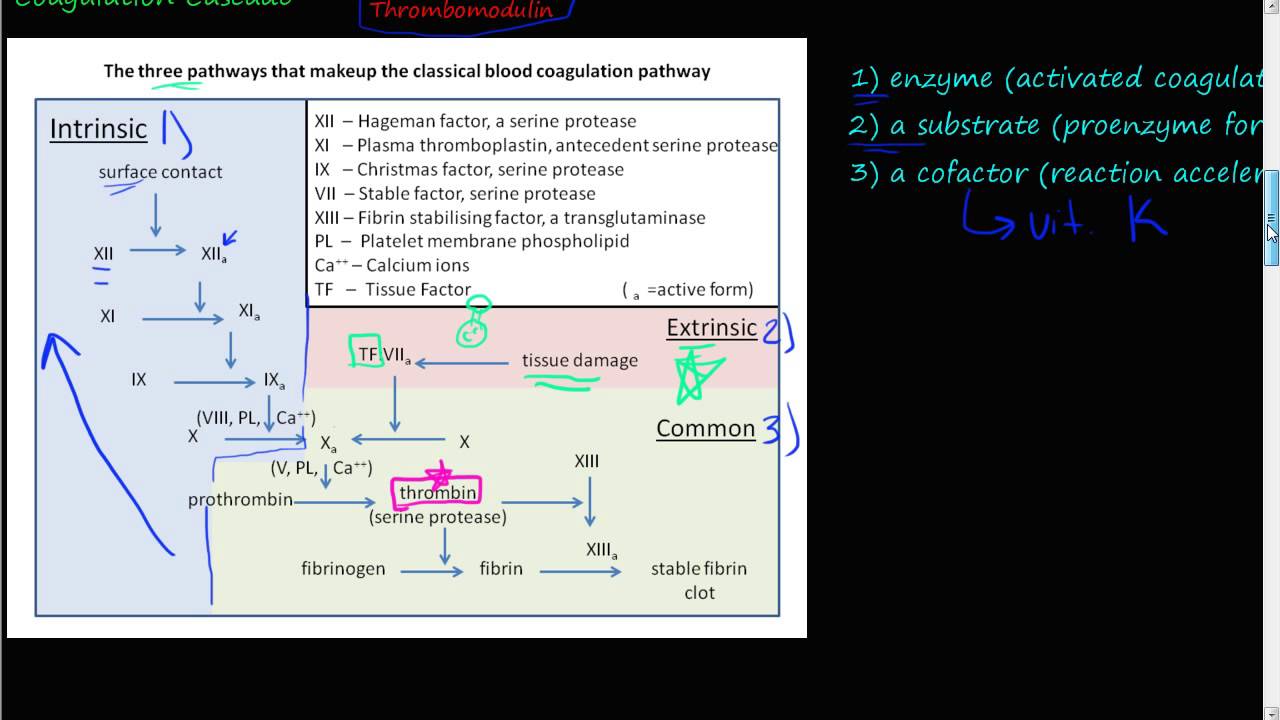 #51 - The Coagulation Cascade, coagulation factors II, XII, IX, and X ...
