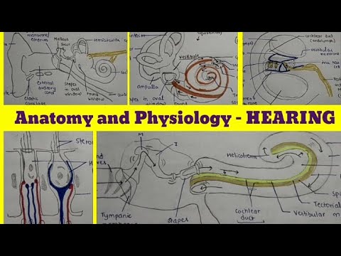 Anatomy and Physiology of Hearing-with easy diagrammatic explaination ...