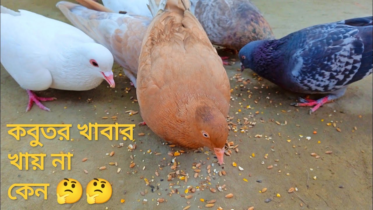 কবুতর খাবার খায় না কেন? কবুতর খাবার না খাওয়ার কারণ।। কবুতর খাবার না ...