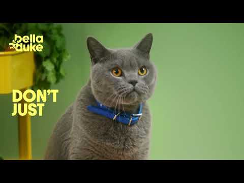 Arlo BSH - Bella & Duke