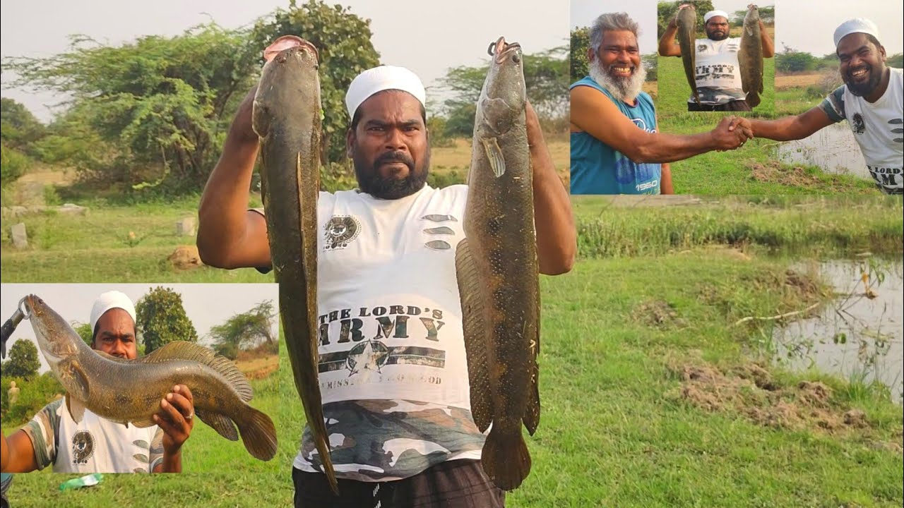 Fish hunting 2022||Big murrel fishing||Tiger fish vs snakehead - YouTube