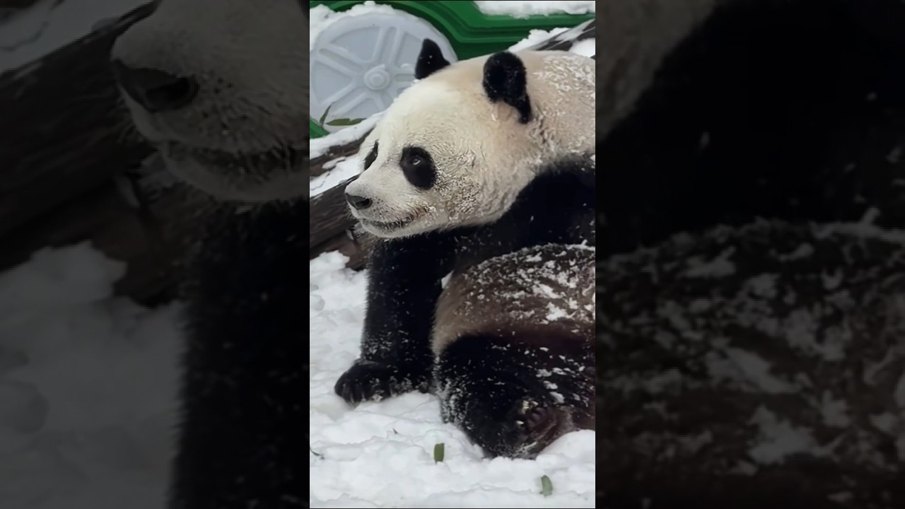 #funny#Pandas are cute. - YouTube