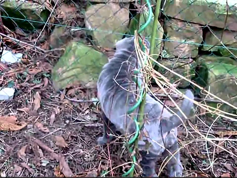 FAO-LING au jardin - YouTube