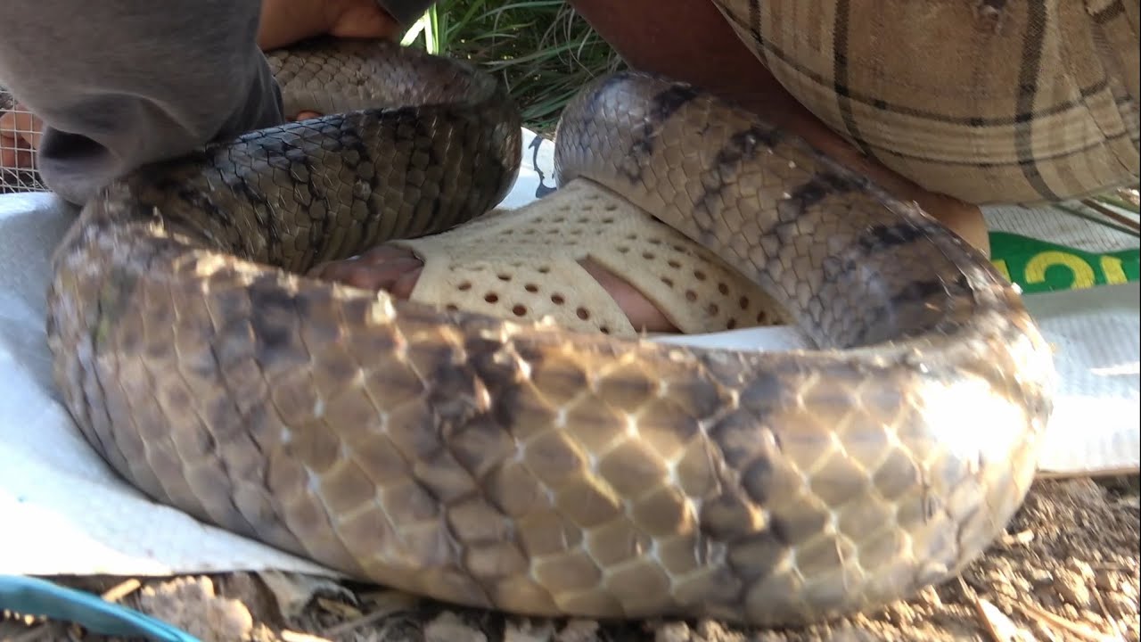 Tóm được con rắn ráo trâu 3 Kg - ptyas mucosa - YouTube