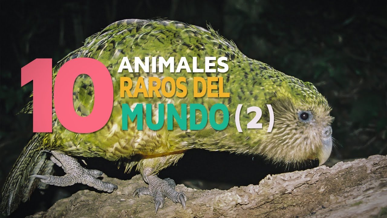 10 Animales raros del mundo | Fascinantes y curiosos 2 🐸 - YouTube