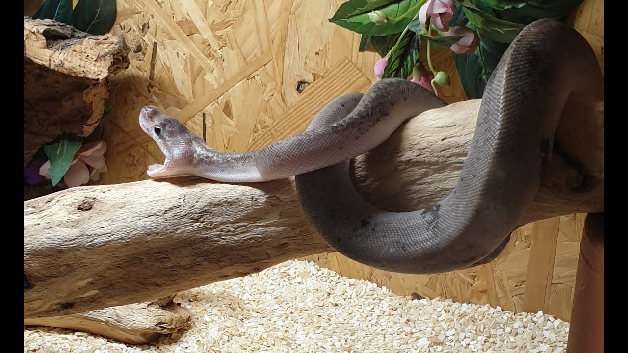 PYTHON REGIUS SUPER PEWTER + ASTUCE NOURRISSAGE - YouTube