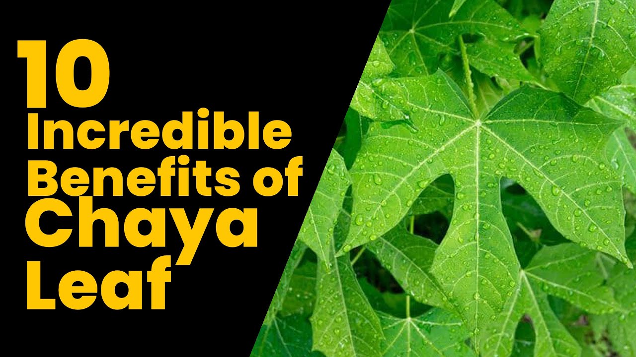 Unveiling the Top 10 Incredible Benefits of Chaya Leaf - YouTube