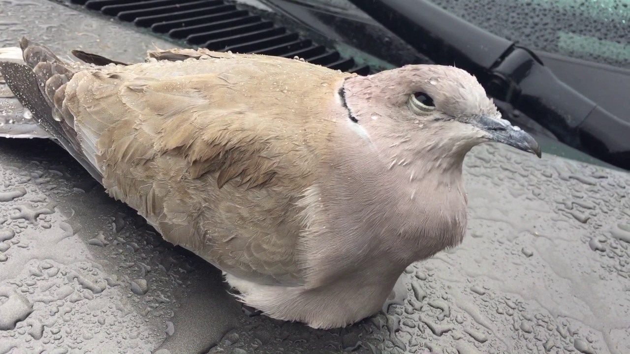 found a frozen bird! - YouTube