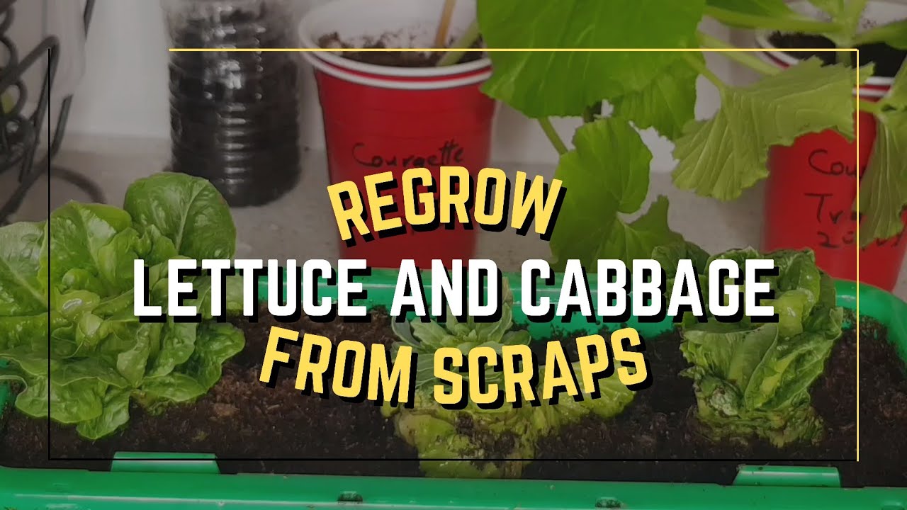 How to easily regrow lettuce and cabbage from scraps with just water ...