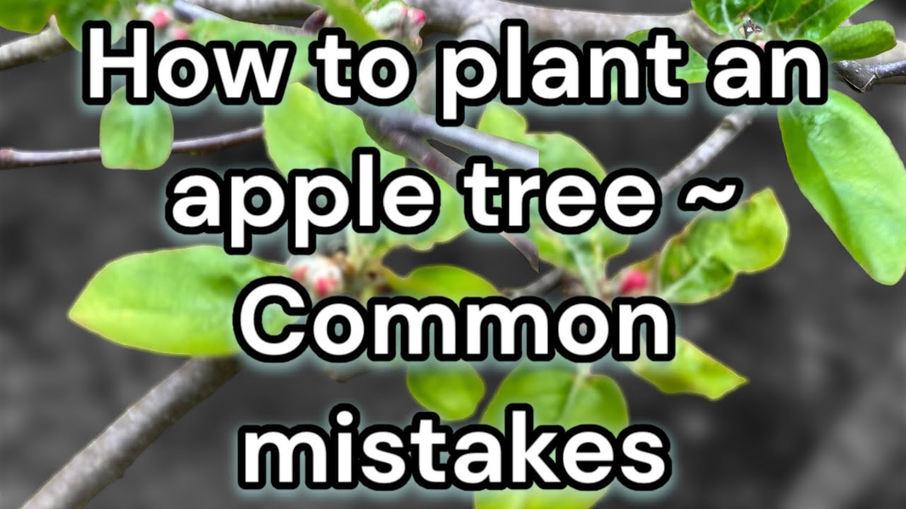HOW TO PLAN APPLE TREE AVOIDING COMMON MISTAKES - YouTube