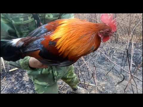 Cuab qaib qus tuaj zoo 2023 - YouTube