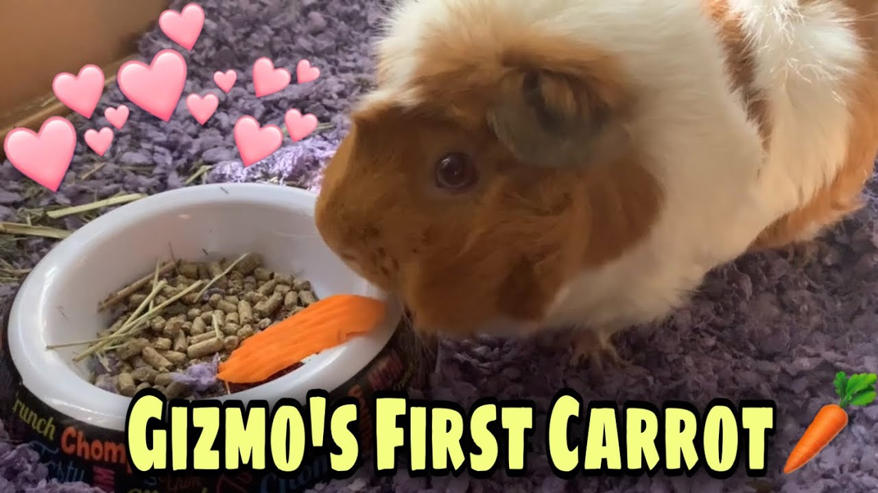 Gizmo The Guinea Pig Feasts On Her First Carrot - YouTube