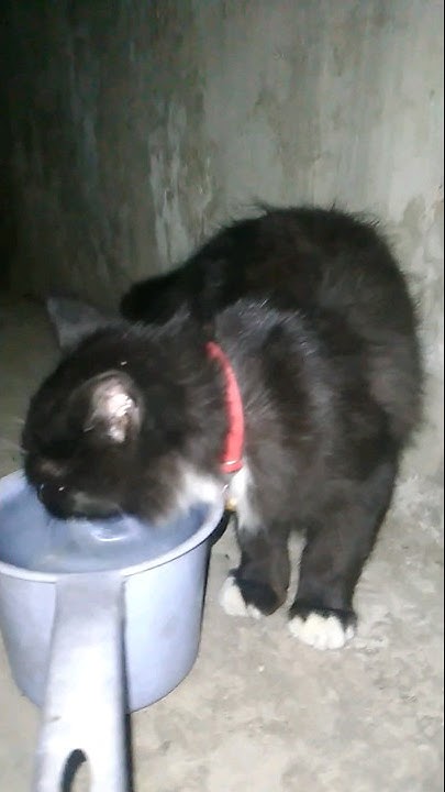 welcome back! si kucing hitam moyeng sudah sembuh - YouTube