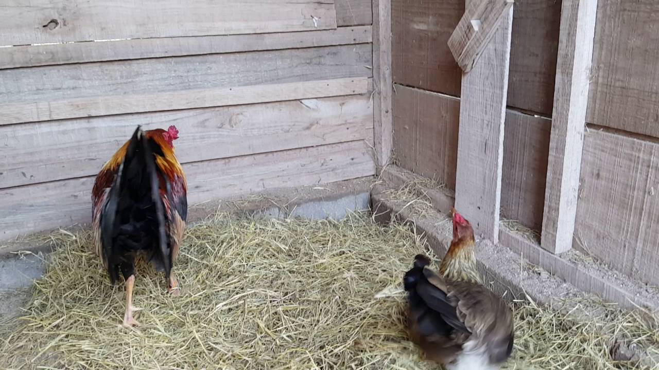 Gene Batia Golden Monkey/Penny Hatch de Pablo Mejia - YouTube