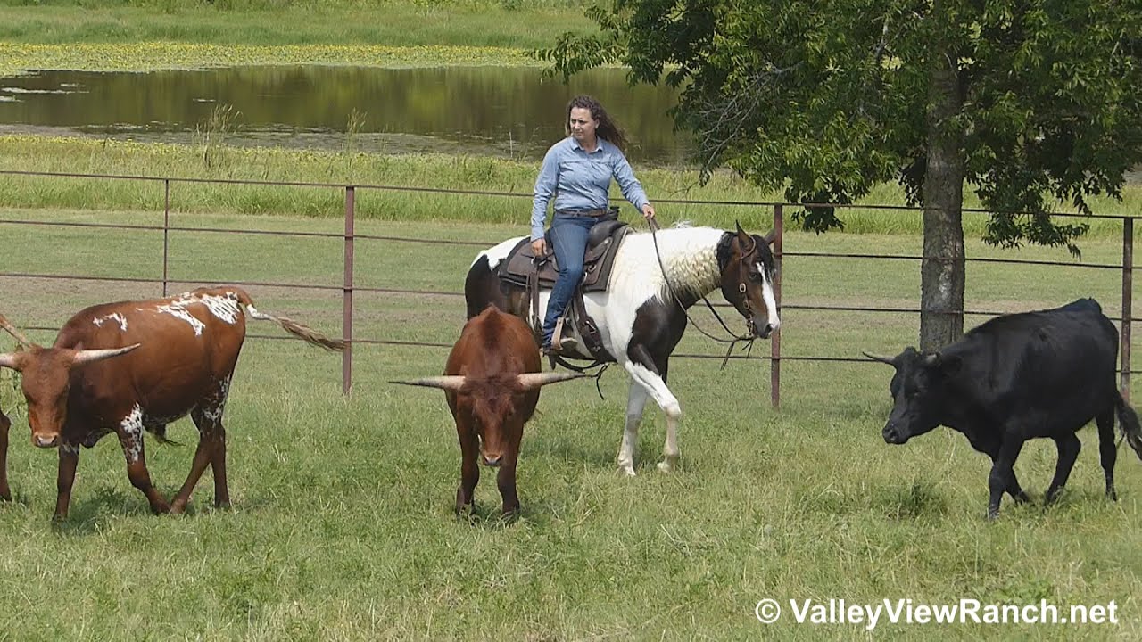 Beau - working cows! - ValleyViewRanch.net - YouTube