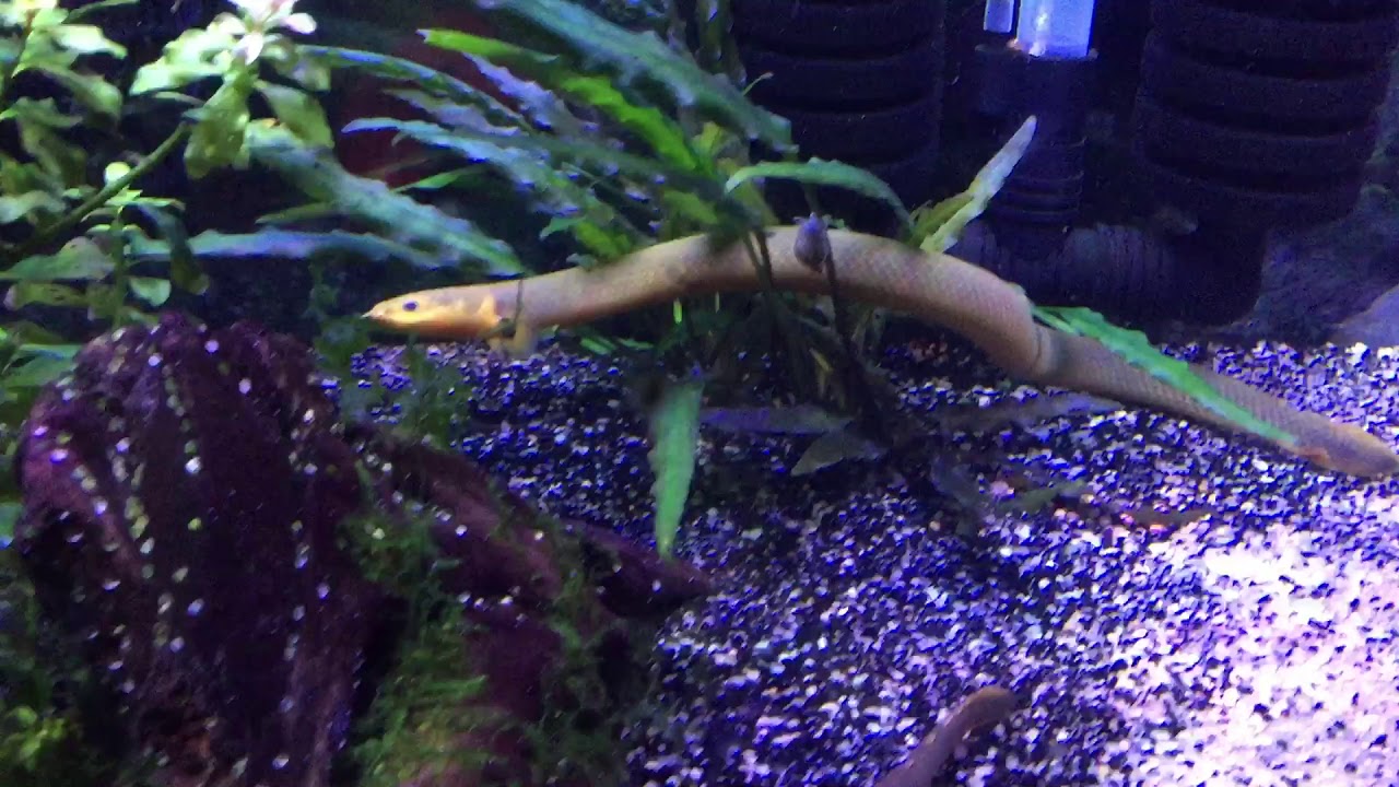 Ropefish and African butterfly fish - YouTube