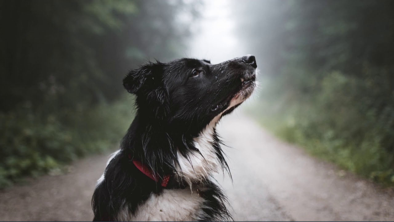 The Incredible Journey of Bobbie the Wonder Dog - YouTube