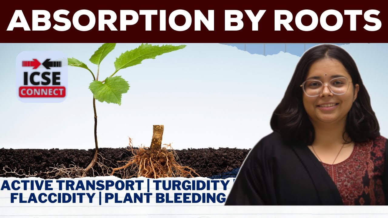 Absorption By Roots |Turgidity & Flaccidity | Plasmolysis | What is ...