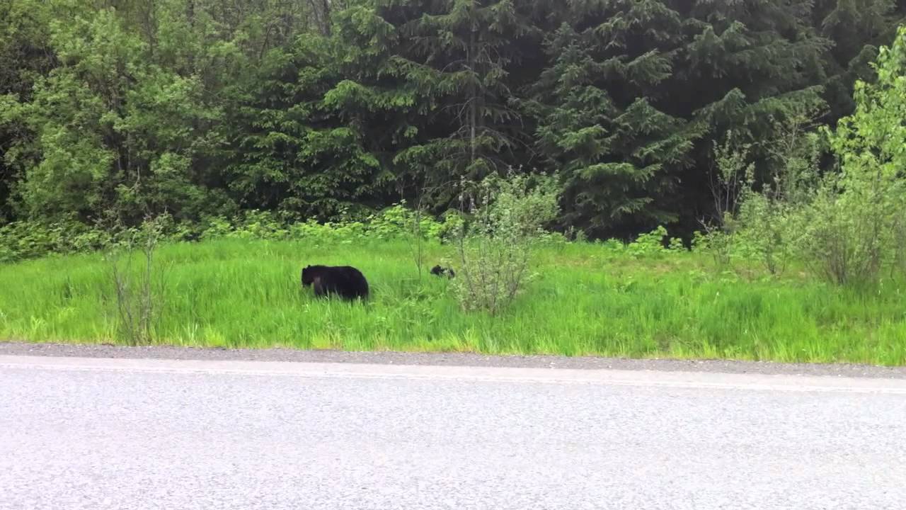 Bear and Cub North of Terrace, BC - YouTube