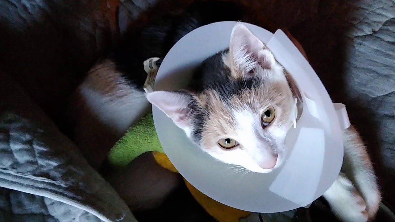 Ms Mercy"B" returning from her surgery, - YouTube