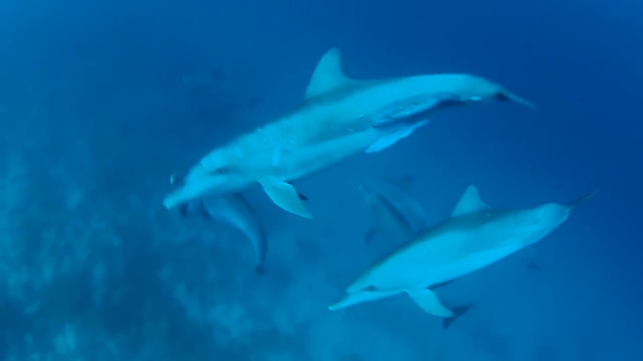 Adam Stern YT - YouTube