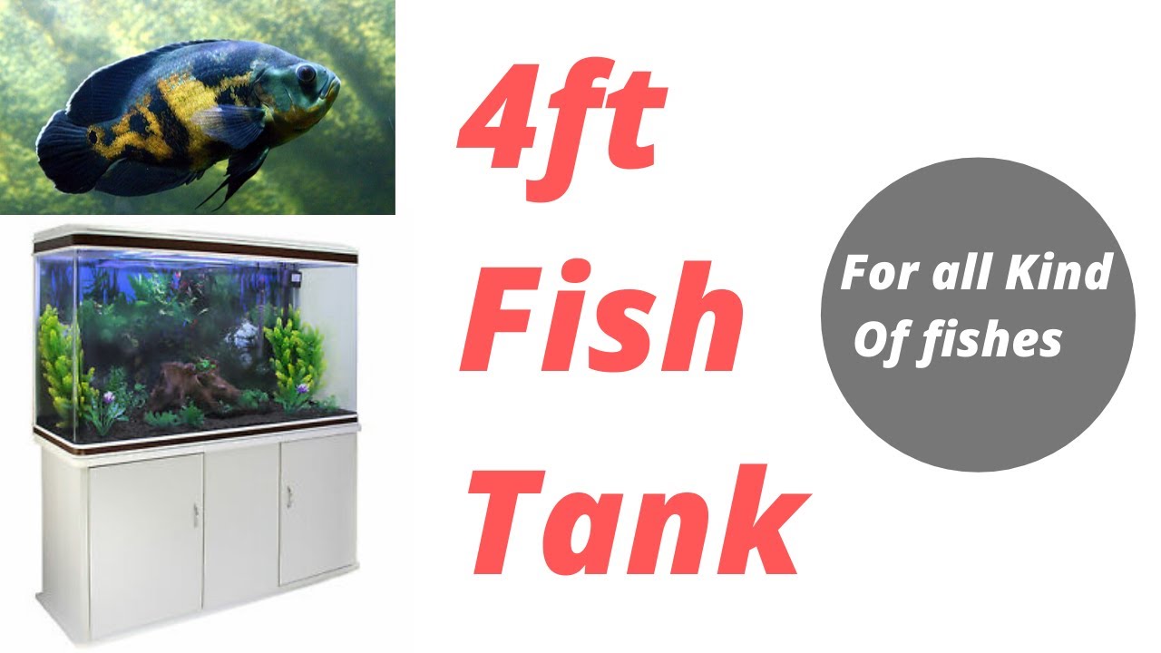 4ft Fish Tank | 4ft Aquarium Fish Tank | 4ft Aquarium Setup | 4ft ...
