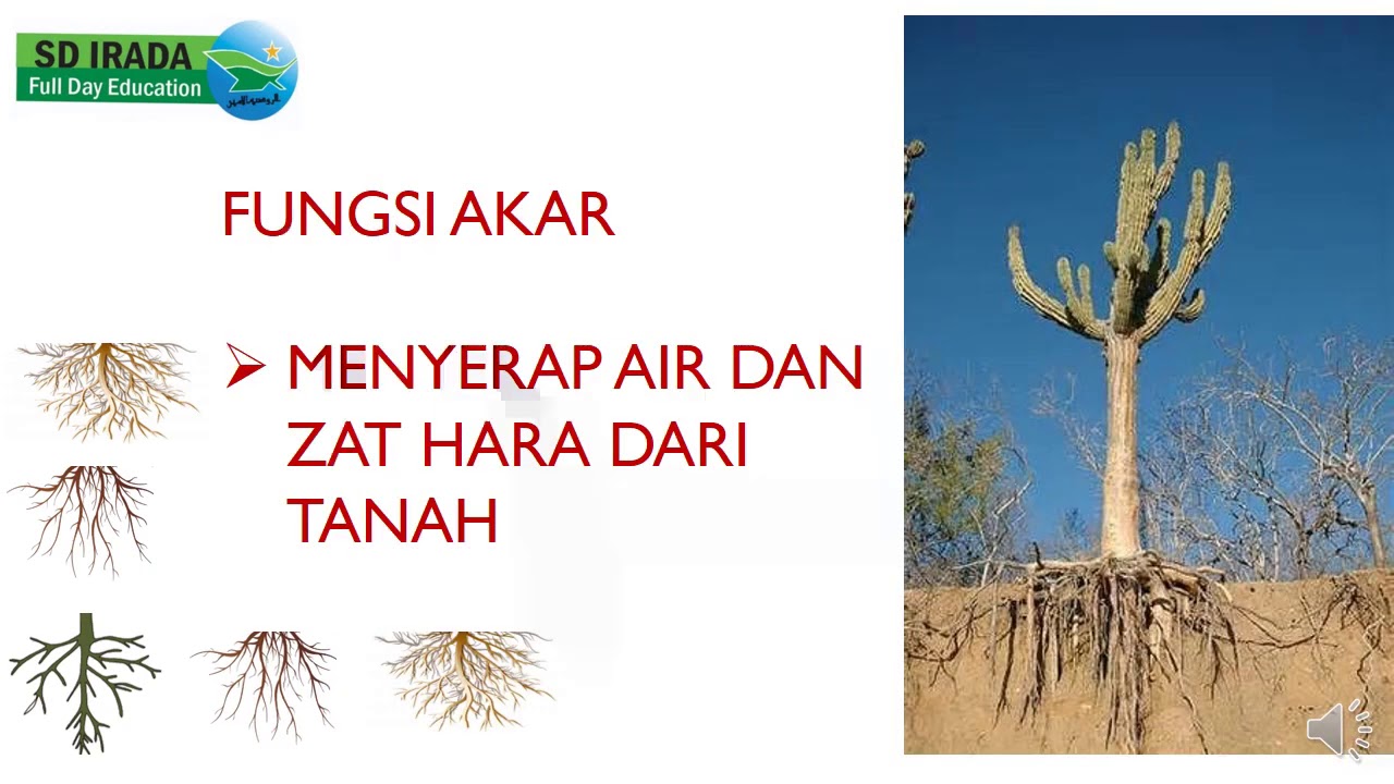 FUNGSI AKAR PADA TANAMAN - YouTube