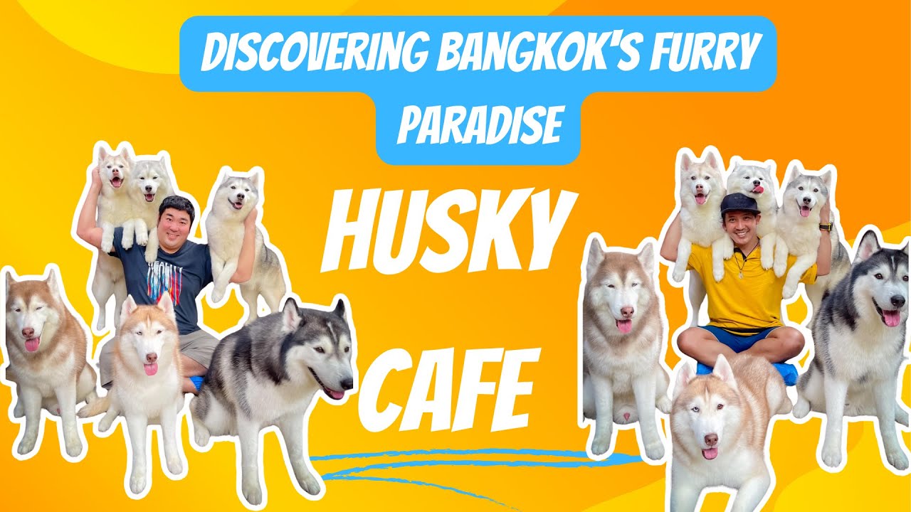 Husky Cafe in Bangkok, Thailand | 2024 Tour & Review - YouTube