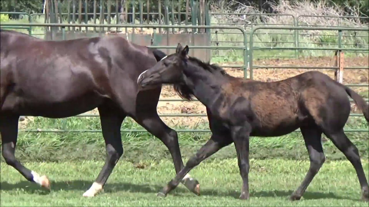 BMQ Black 2019 stud colt by BMQ Legacy! Crystal's! - YouTube