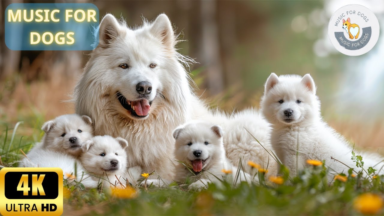 MUSIC FOR DOGS : TV & Dog Music: Videos Best Fun Entertainment for ...