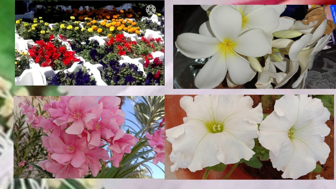 ibat ibang uri ng bulaklak - YouTube