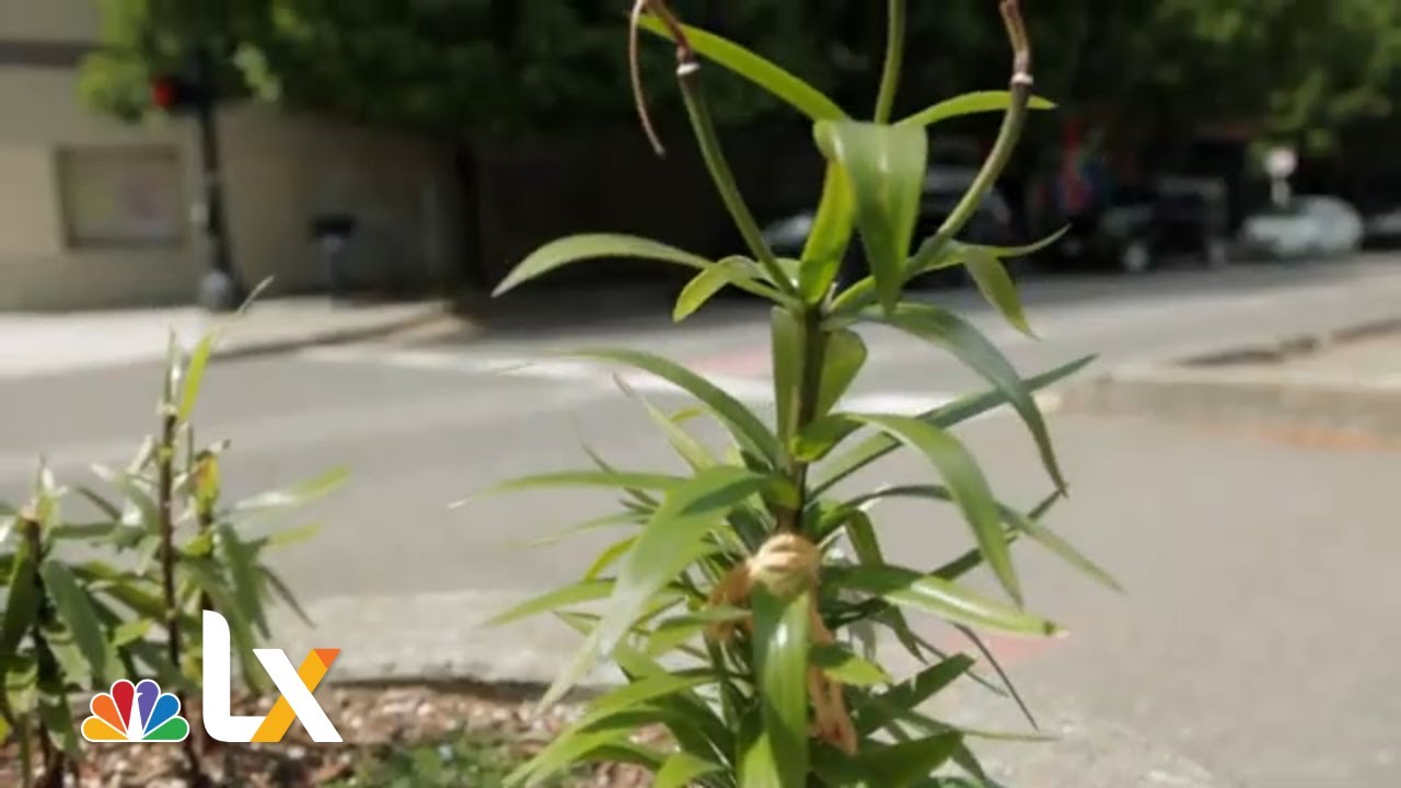 The World's Smallest Park is So Tiny, You Could Hop Over It | NBCLX ...