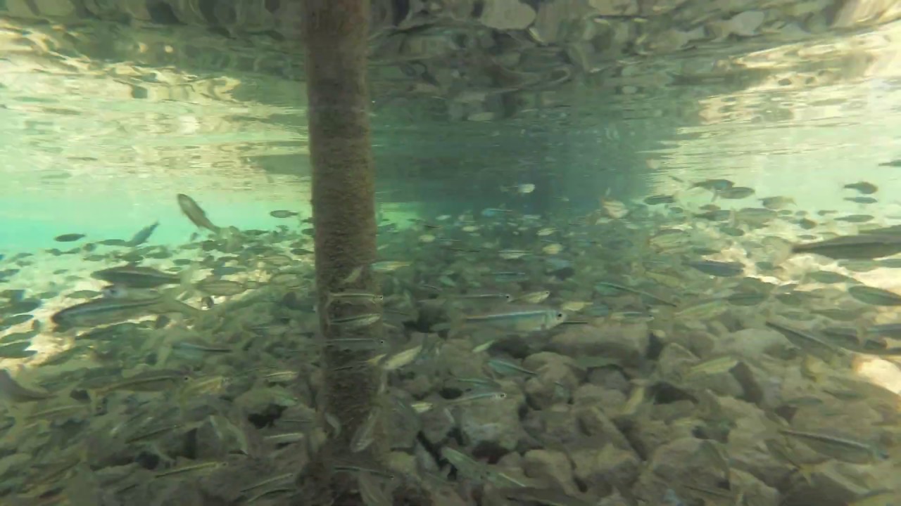 Swimming with Lake Ohrid Trout aka "Koran" or "охридска пастрмка" - YouTube