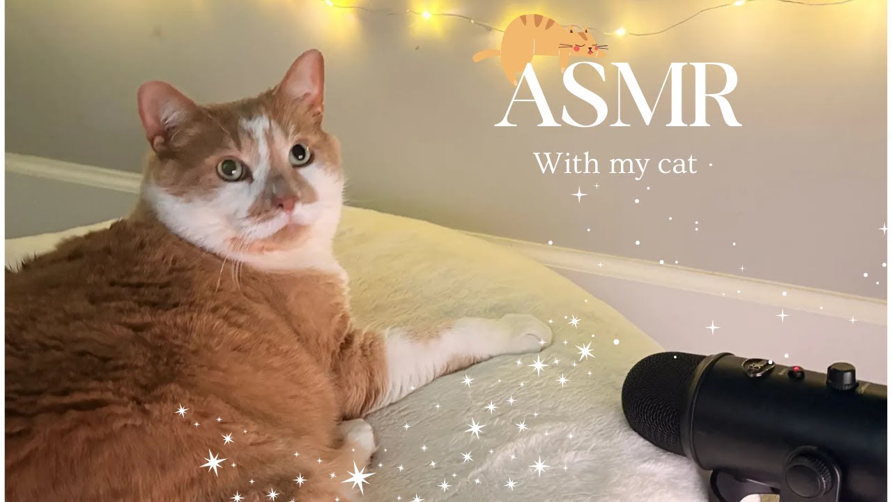 15 minutes of Asmr with my cat for stress and relaxation - YouTube