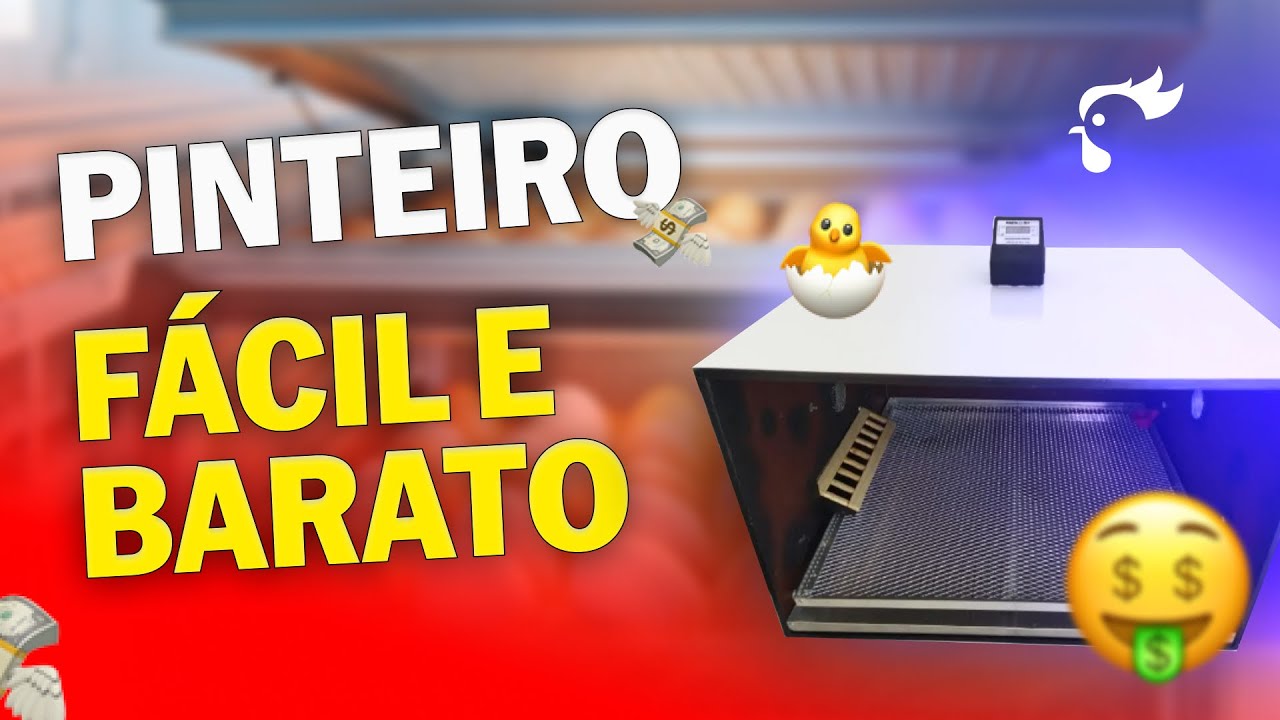 Faça VOCÊ mesmo: Pinteiro FÁCIL e BARATO para criar Pintinhos em casa ...