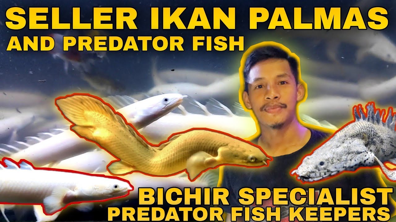 Review Harga Ikan Palmas Di Bichir Spesialist & Predator Fish Keepers ...