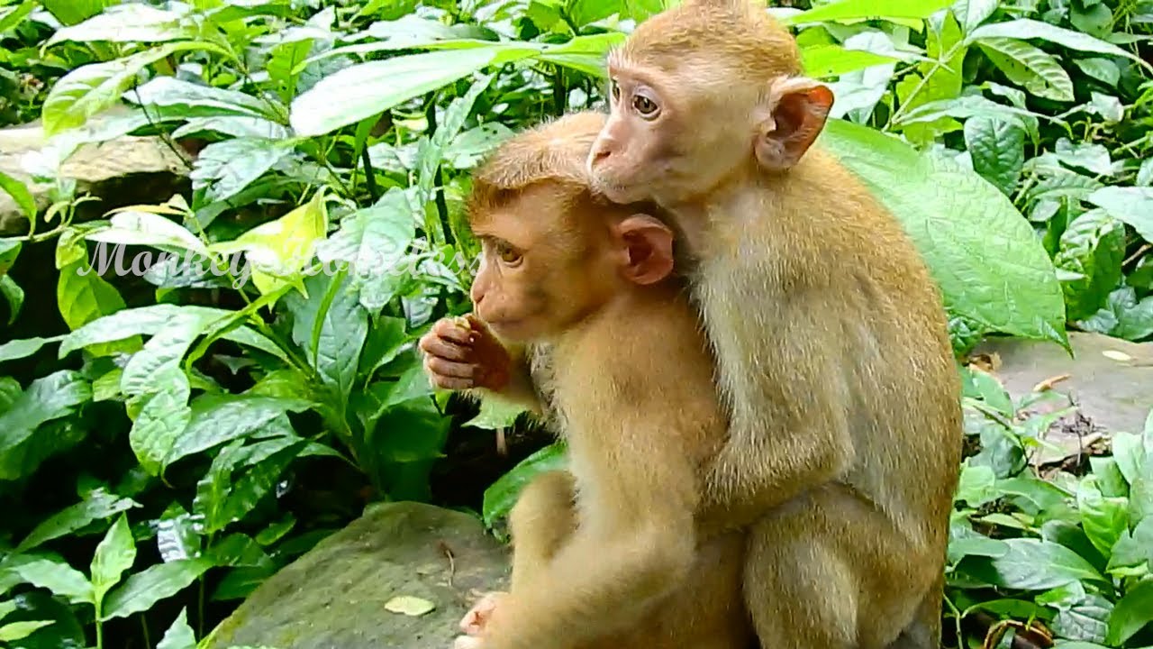 MONKEY DORA REALLY LIKE TO BE CLOSE TO MONKEY SHEBA TODAY - YouTube