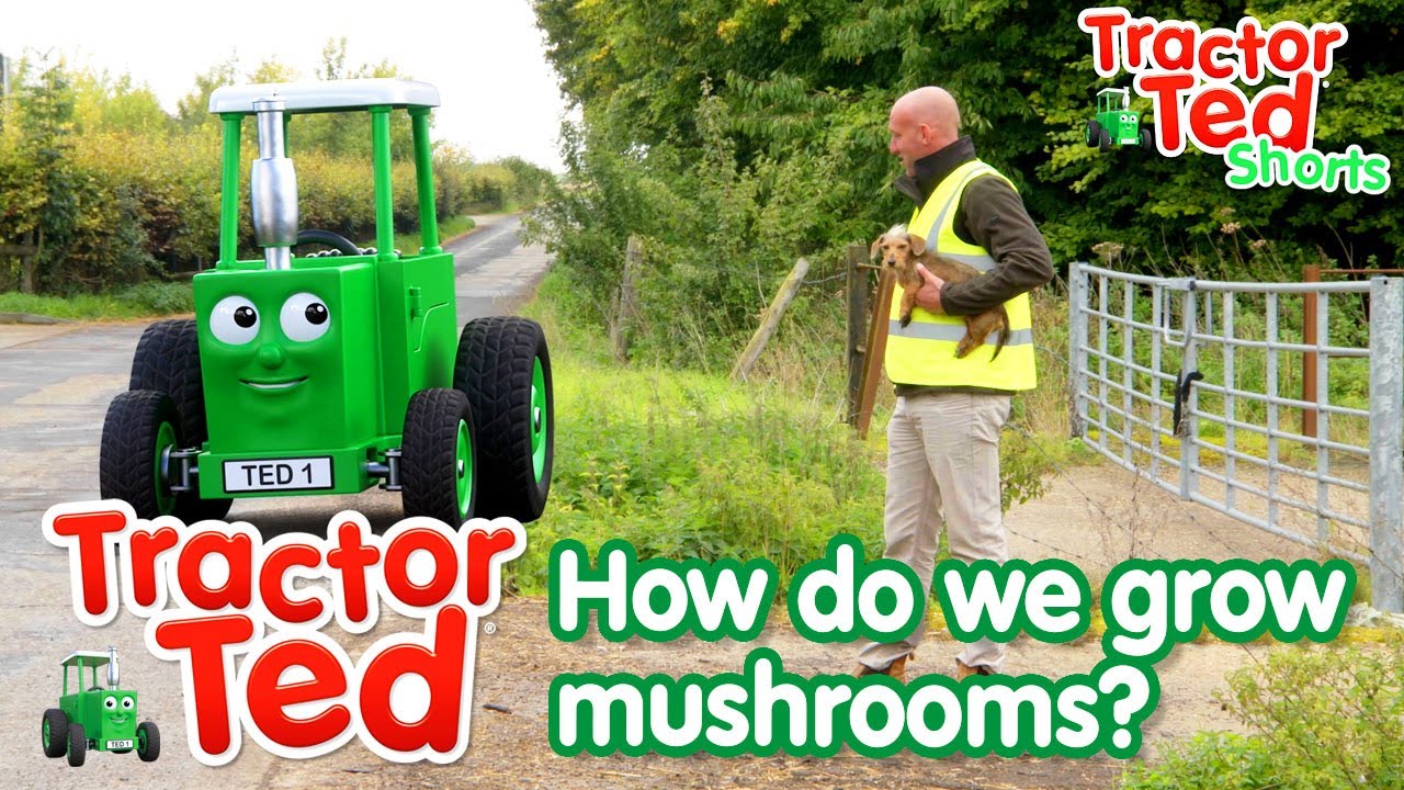 🍄 Lets Look At How They Grow Mushrooms | Tractor Ted Shorts | Tractor ...